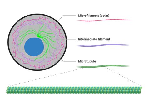 Image result for Cytoskeleton Function