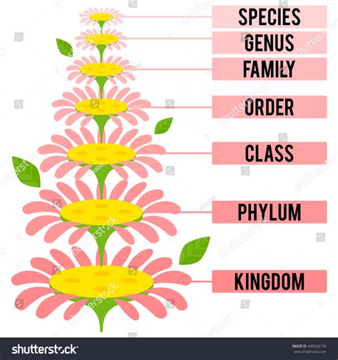 Image result for Linnaeus Classification System