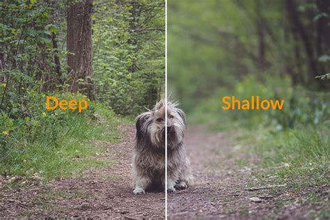 Image result for Sharp Depth of Field
