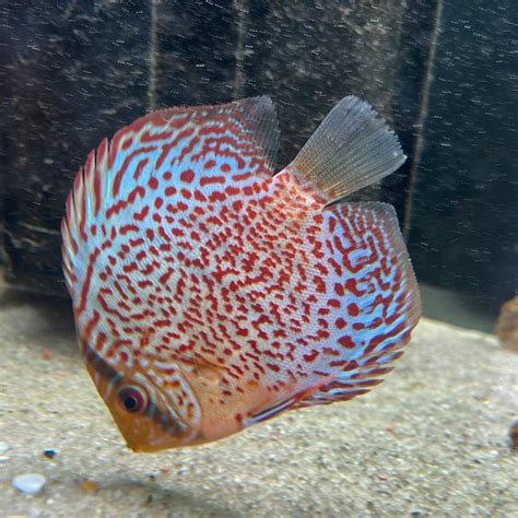 Image result for Discus vs Angelfish