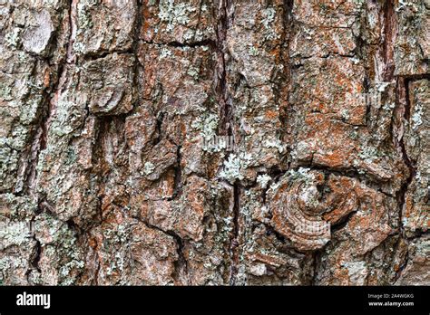 Image result for Pear Tree Bark Rust