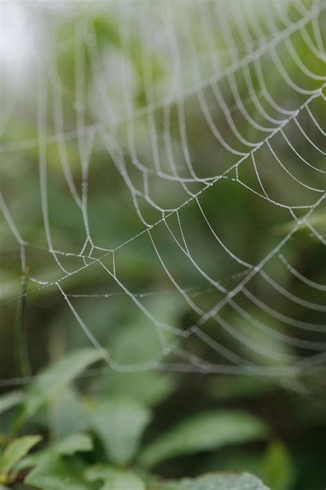 Image result for Spider Web Net