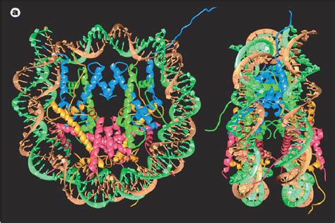 Image result for Comment Reprogrammer L Amidal