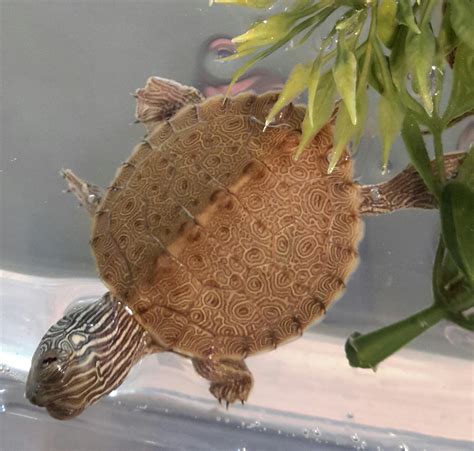 Image result for Northern Map Turtle Life Cycle