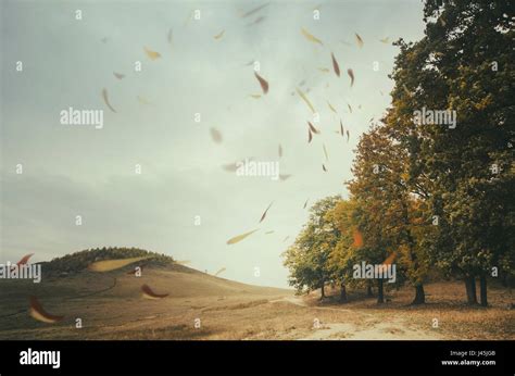 Image result for One Leaf Falling Image