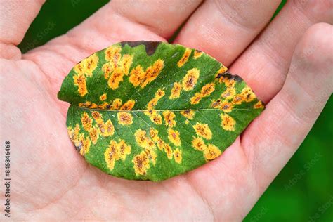 Image result for Pear Tree Leaf Rust