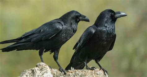 Image result for Ravens Behavior