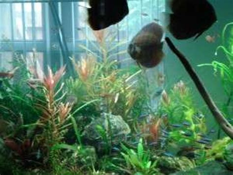 Image result for Royal Blue Discus