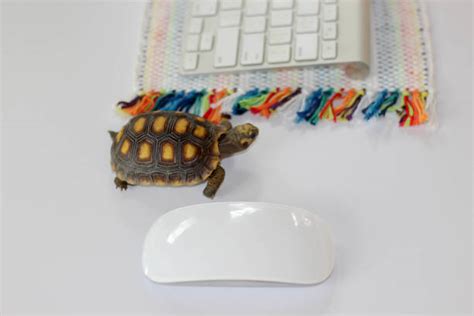 Image result for App Turtle Triangle in Computer