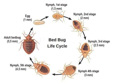 Image result for Bed Bug Identification