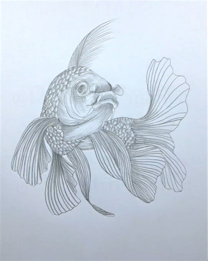 Fish 🐟 🐠 pencil drawing process