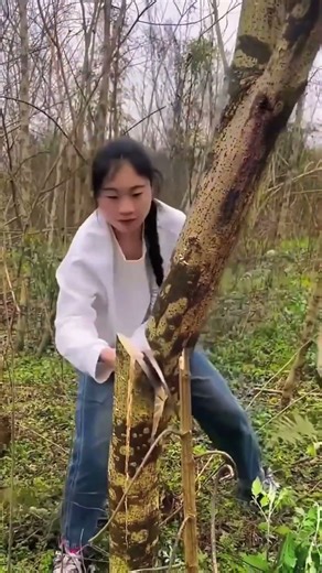 Chopping process of trees with tungsten steel knives