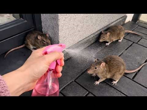 Get Rid of Mice & Rats in Just 1 Minute