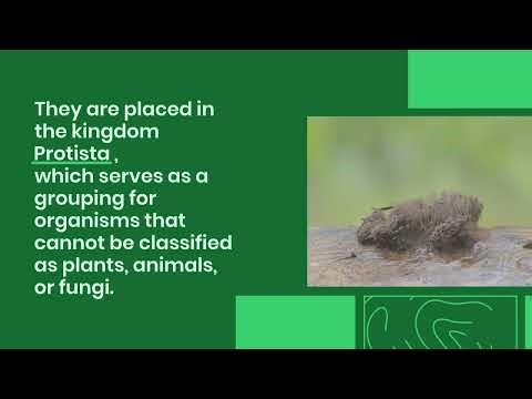 Ptotists Introduction