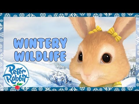 @OfficialPeterRabbit | 🌬️⛄️ Cottontail's Wintery Wildlife Tales ❄️🐰 | 20+ Mins | Cartoons For Kids