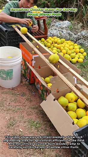 Ingenious Wooden Ramp For Sorting Fresh Citrus Fruit