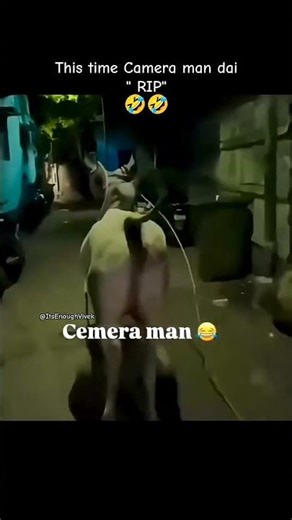 this time camera man is die 🤣🤣 | Cow meme template | #comedy #funny #memes #cow #shorts #shortvideo