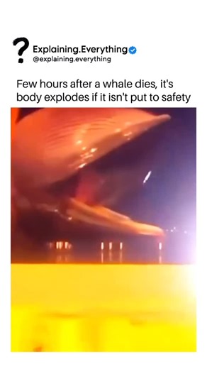 Explaining Everything on Instagram: "When a whale dies, decomposition begins quickly due to internal bacteria breaking down its tissues. This process produces gases like methane and hydrogen sulfide, which accumulate inside the whale’s body. If the pressure from these gases isn’t released, it can cause the body to explode, especially in warm environments. To prevent this, safety measures are taken, such as puncturing the carcass to release gases in a controlled way, towing it to remote areas, or