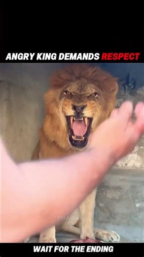 Tiger vs Lion Feeding Time #shorts #animals #animalshorts #wildlife