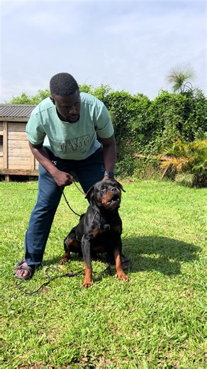 Rottweiler Guard Dog Training Techniques