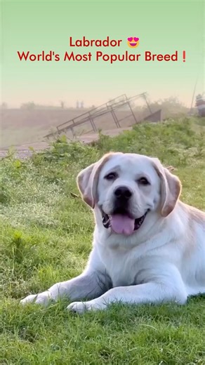 Labrador 🥰 World's Most Popular Breed❗