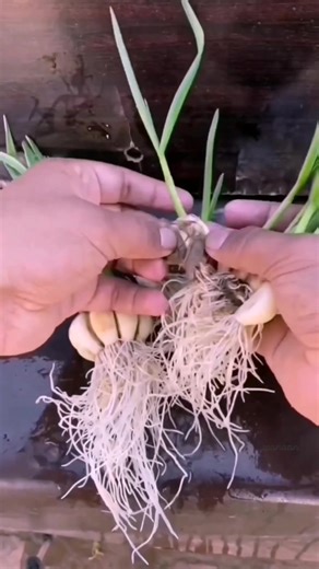 easy steps growing garlic at home #garlic #gardening #gardeningtips #fypシ #viralvideoシ #fypviralシ #sustainableliving #fblifestyle #highlightsシ゚ #nature #gratitude | Canaan All in One Fertilizer Original Direct Supplier