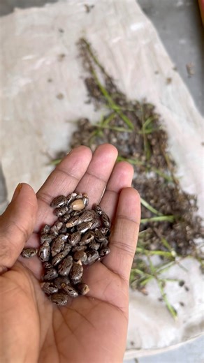 Watch Castor Seeds Pop Open Naturally! 🌿