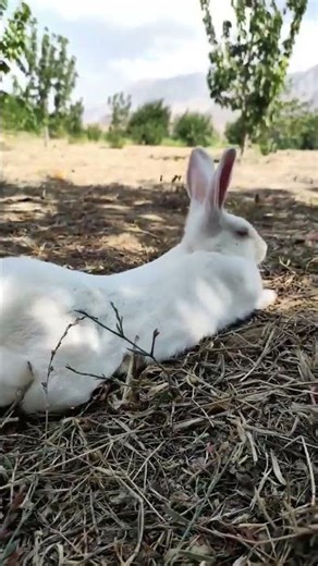 The Secret Life of Rabbits 🐰 | Amazing Survival Facts
