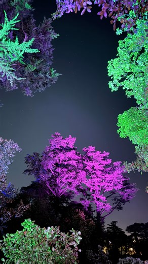 Deidre Joyner on Instagram: "Day after Christmas, part 2. Our friend date continued, and we were so glad we planned ahead. We bought tickets in advance, because Lightscape at San Francisco Botanical Garden was completely sold out when we arrived. It was such a special way to spend the evening. Seeing the garden lit up with color, art, music, and more than a million lights felt joyful and grounding all at once. The night was crisp but comfortable, no rain, a crescent moon overhead, and yes, a few