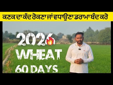 ਕਣਕ ਉਪਰ ਕੱਧ ਰੋਕਣ ਵਾਲੀ ਸਪਰੇ ਕਿਸ ਕਿਸਾਨ ਨੂੰ ਕਰਨ ਦੀ ਜਰੂਰਤ ਹੈ wgeat crop growth retardent need?