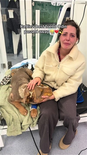 Odin didn’t make it 😭💔💫 when I arrived I was completely in shock, his whole face was swollen, I didn’t recognized him anymore. When he heard me he stood up and layed his head in my hands and dropped his body. He couldn’t anymore, he was completely exhausted and could not fight anymore. His body gave up 😭💫💔 I am so heartbroken I’m speechless I’m not the same anymore. Odin, Raffie has been waiting for you at the gates of heaven. Go wild up there together 😭💫💔 I love you so much Odin, I hop