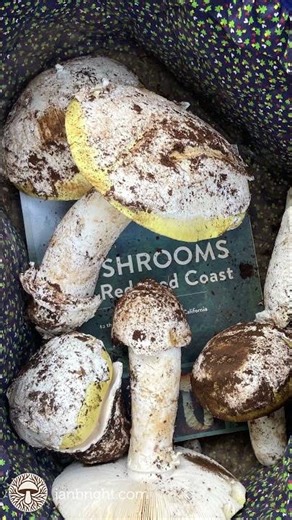 Lightning Makes Mushrooms Explode? ⚡🍄