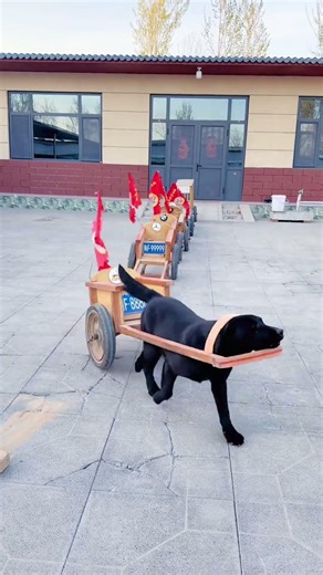 When Even the Puppy Joins the Workday