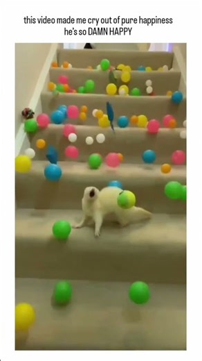 this video made me cry out of pure happiness he's so DAMN HAPPY 🥹😍