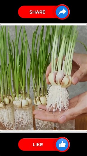 Grow Garlic Tips 😍🆕 | Small Vegetable Garden