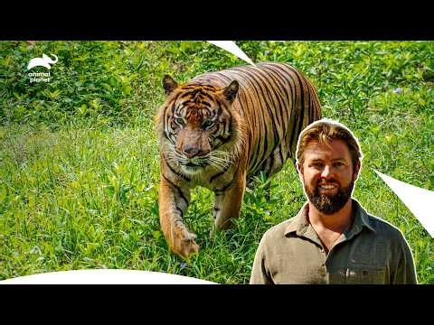 Biologist Hunts Extinct Birds & Big Cats | Extinct Or Alive | S1 Ep 3,5,7 | Animal Planet
