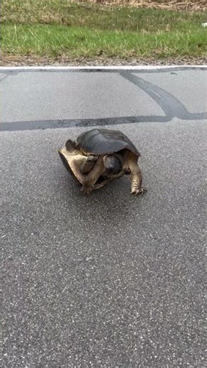 Snapping Turtles Brawl on Road