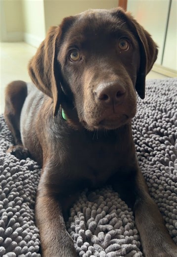 The Perfect Chocolate Labrador Retriever Puppy
