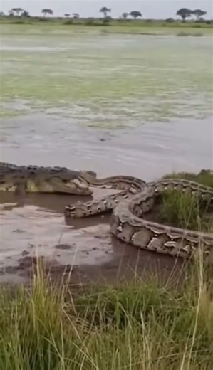 Nile Crocodile vs African Rock Python