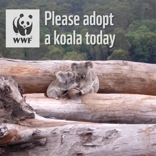 From deadly disease to catastrophic wildfires, floods, and rampant deforestation - koalas have been hit from all angles. 💔 Without urgent help, these Aussie icons could be left with nowhere to go. | WWF-Australia