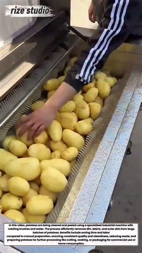 Potato Washing & Peeling Machine – Food Processing in Action!