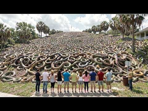 Thousands Of Florida PYTHONS HAVE BEEN DECAPITATED - Scientists Stunned To LEARN THE CULPRIT