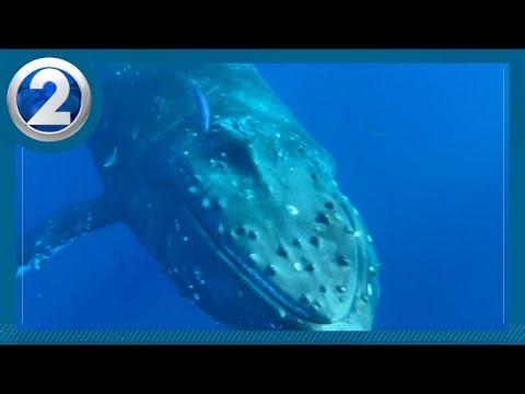 Humpback whale mugging off Maui: ‘Am I in a dream?’