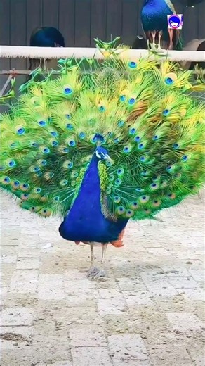 Color of Peacock Feathers Truly Unbelievable #peacock #vibrantbirds #peacockvideo