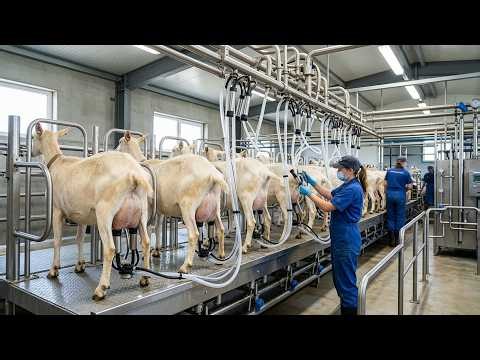 Boer Goat Farming: Ethical Breeding, High-Yield Dairy, and Premium Chevon Meat Processing