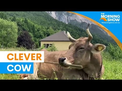 Cow uses tools to scratch herself | The Morning Show