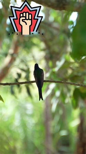 Hummingbird: The Only Bird That Can Fly Backwards! 😲🐦