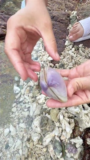 Sea Agate and Sea Crystal: Finding Hidden Treasures on the Shore and rare pearl