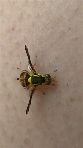 Up Close with a Breadfruit Fly