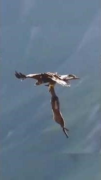Most Epic Eagle Attacks Ever Caught on Camera !